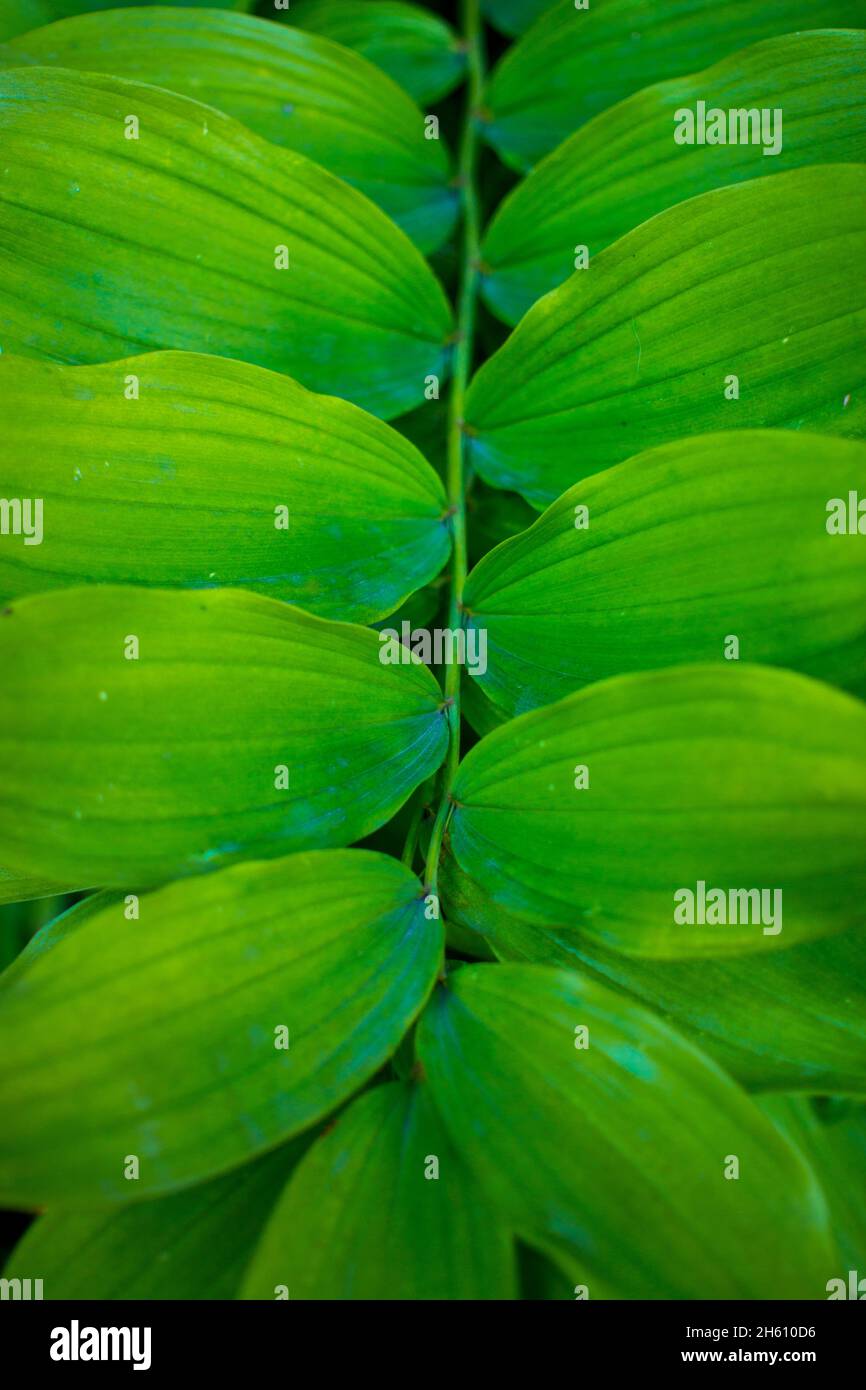 Close-up nature view of green leaf background and palm trees. Flat ...