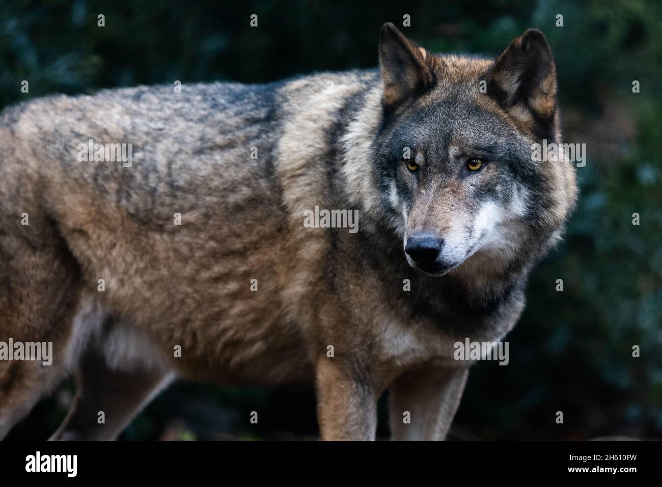 Portrait of a gray wolf in the forest Stock Photo - Alamy