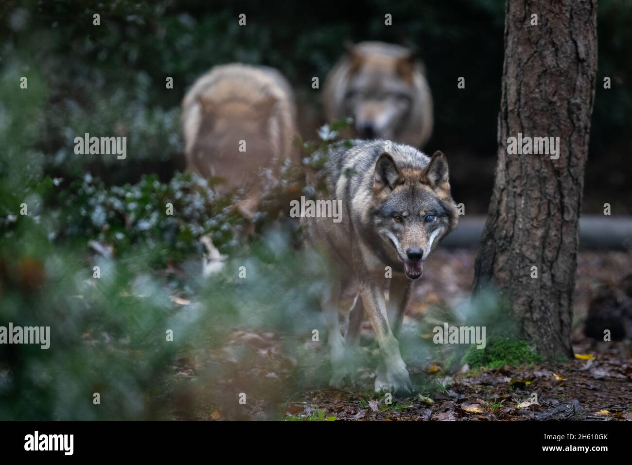Portrait of a gray wolf in the forest Stock Photo - Alamy
