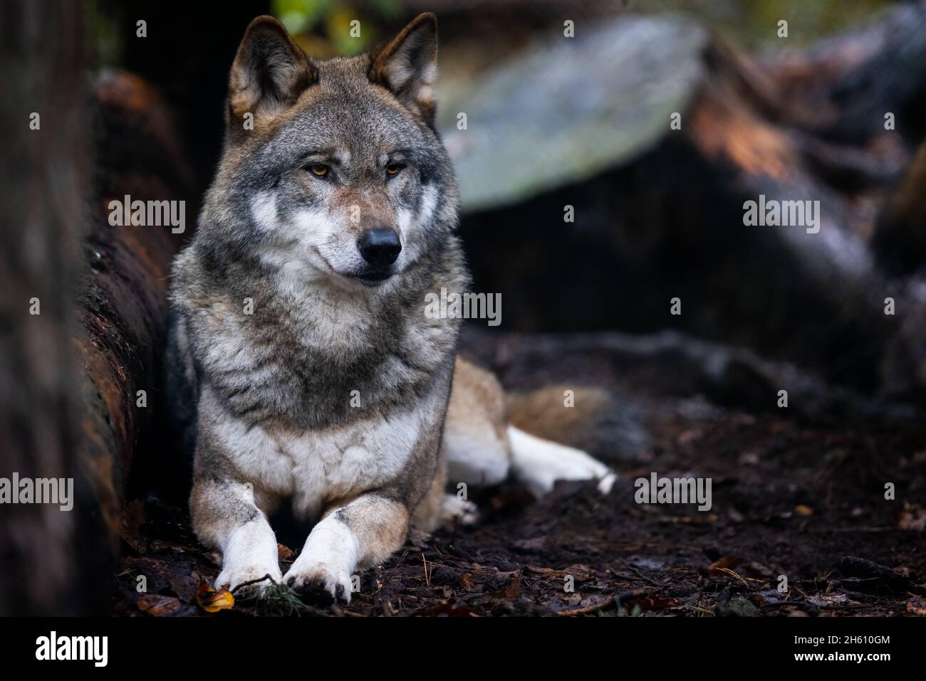 Portrait of a gray wolf in the forest Stock Photo - Alamy