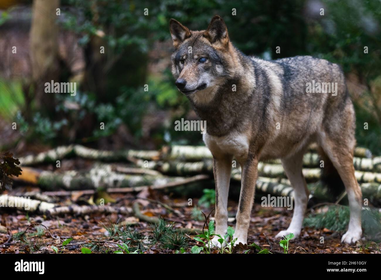 Portrait of a gray wolf in the forest Stock Photo - Alamy