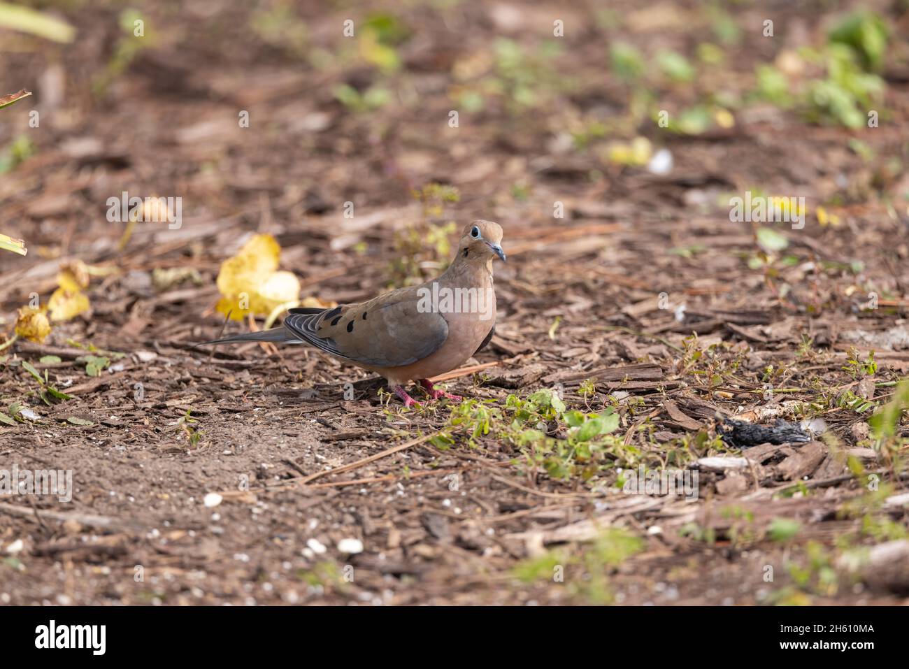 Zenaida st hi-res stock photography and images - Alamy