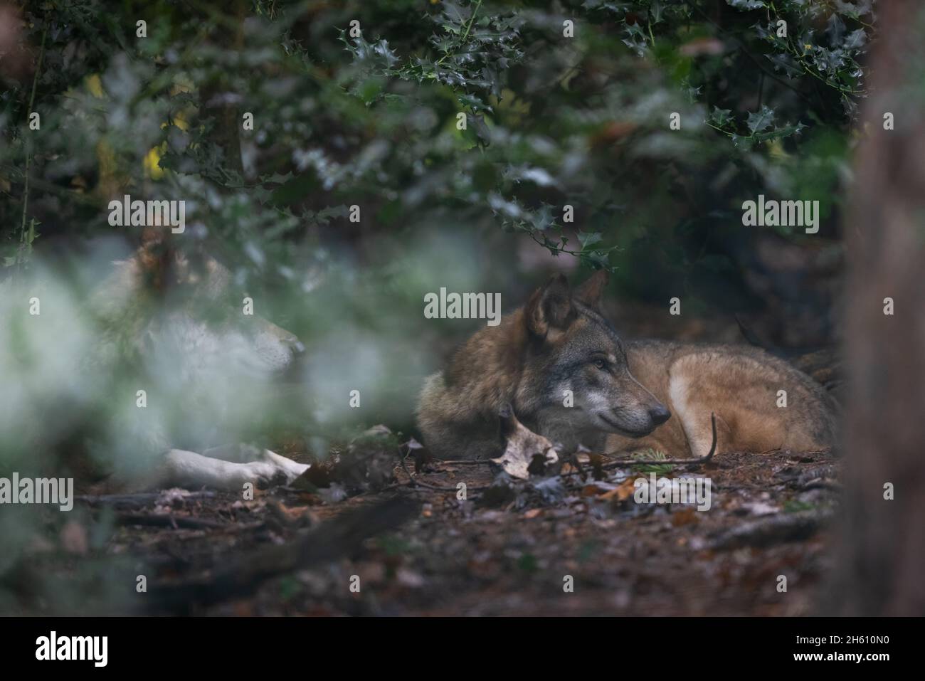 Portrait of a gray wolf in the forest Stock Photo - Alamy