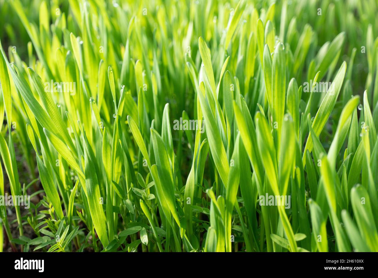 Field with sprouts of oats in the early morning. Young sprouts of wheat ...