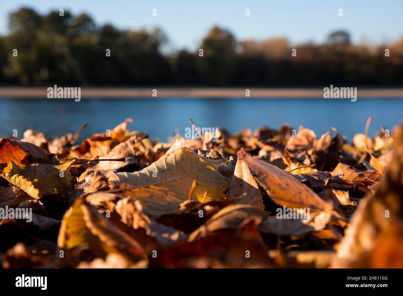 Golden autumn leaves on the ground at the beach with lake in the ...