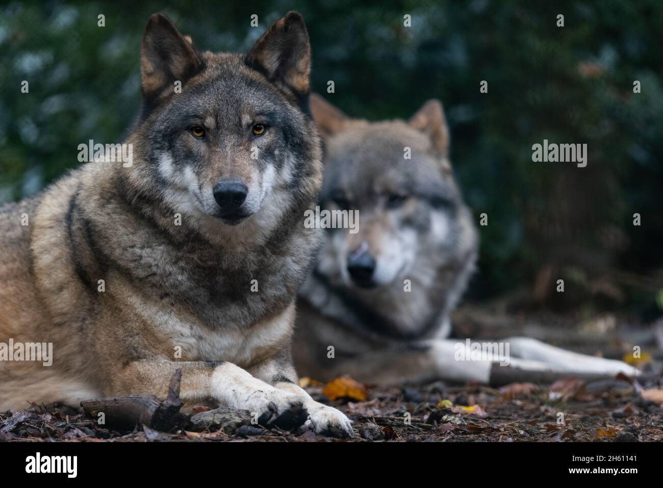 Portrait of a gray wolf in the forest Stock Photo - Alamy