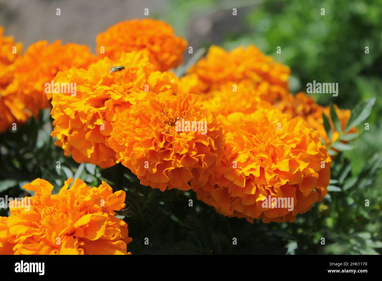 Colorful and festive orange marigolds flowers growing in the sunny ...