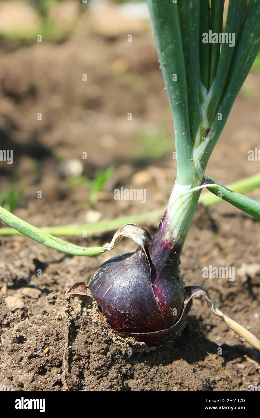 Delicious onion bulb growing in the sunny vegetable garden Stock Photo ...