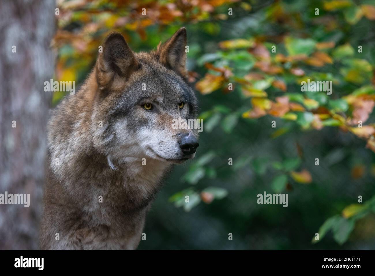 Portrait of a gray wolf in the forest Stock Photo - Alamy