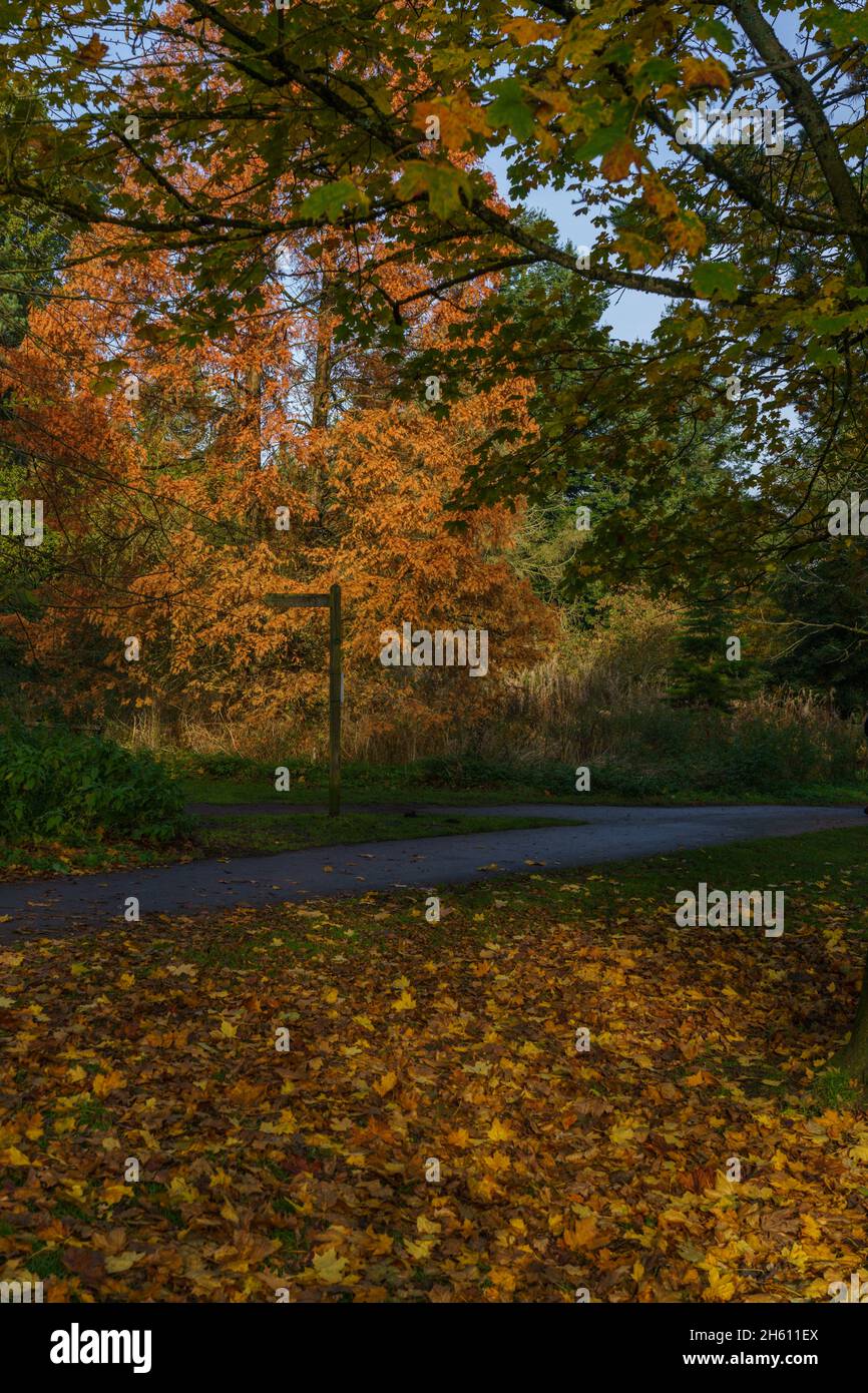 The Valley Gardens in Harrogate include fallen leaves with a rusty ...