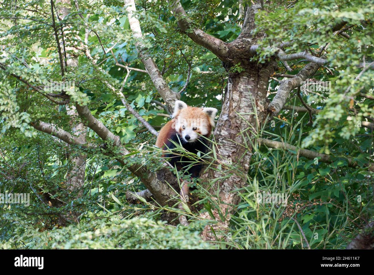 Adorable red panda on a tree Stock Photo - Alamy