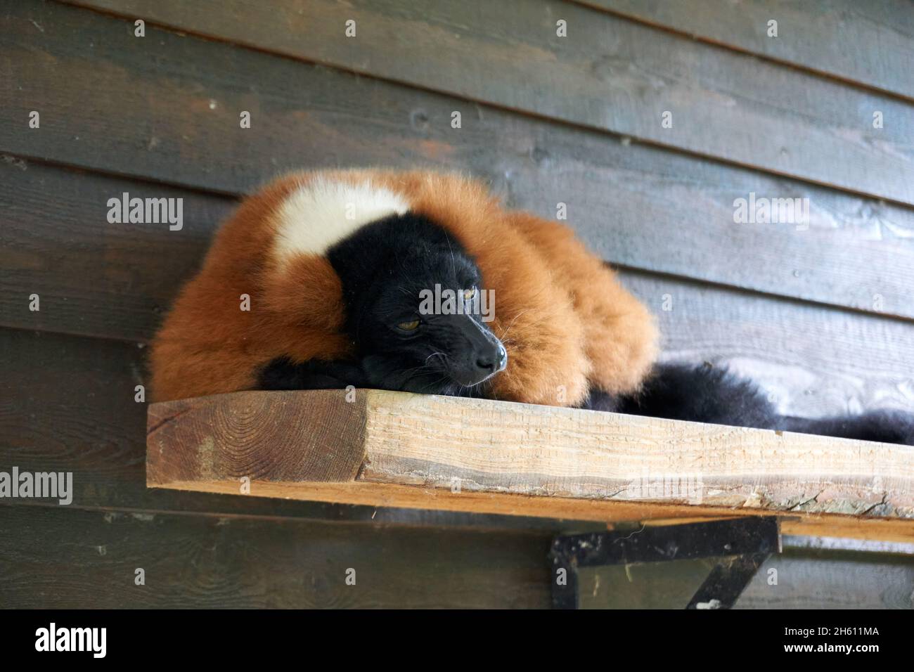 Sleepy lemur hi-res stock photography and images - Alamy