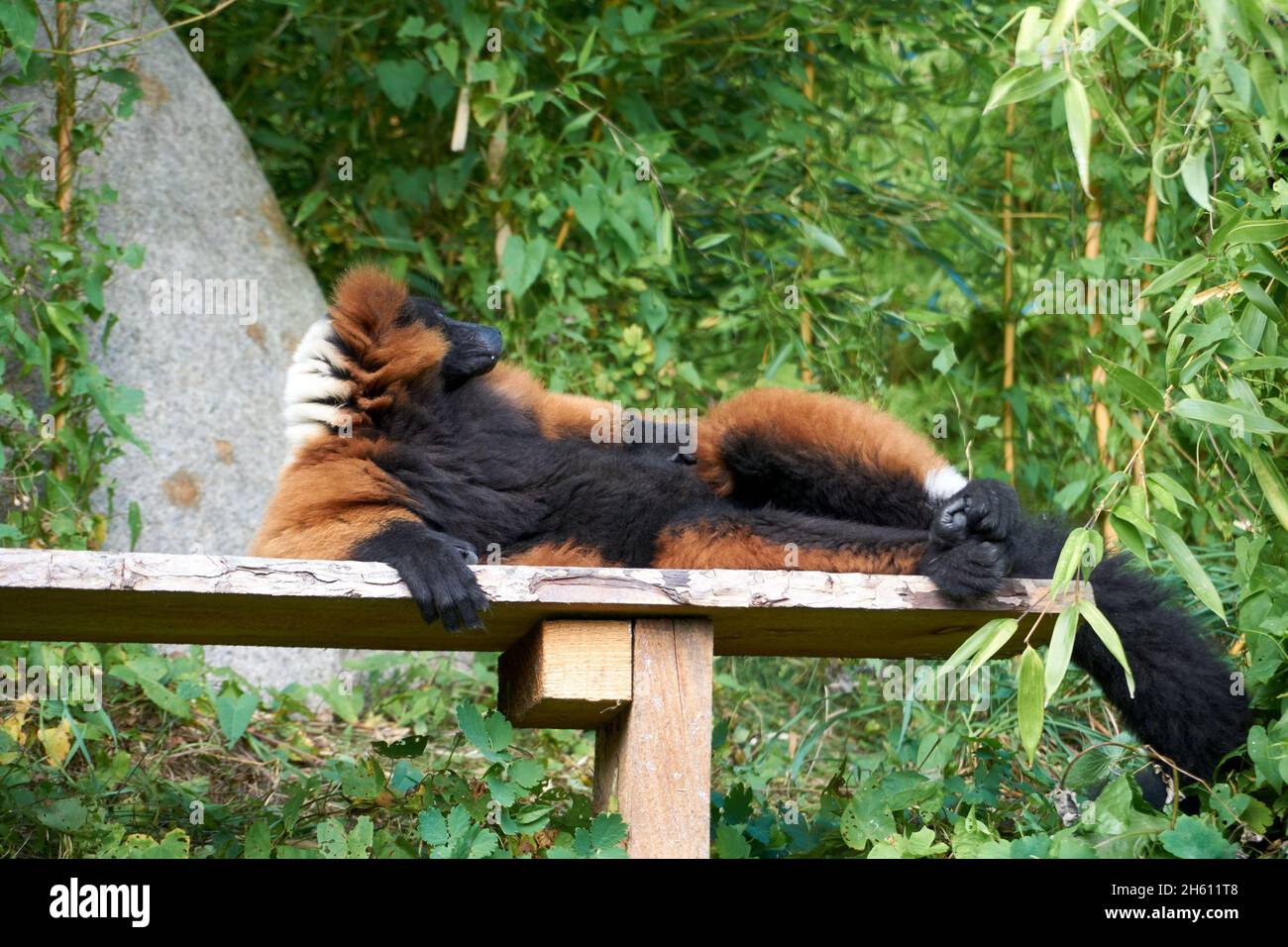 Red ruffed lemur lying on a wooden bench Stock Photo - Alamy