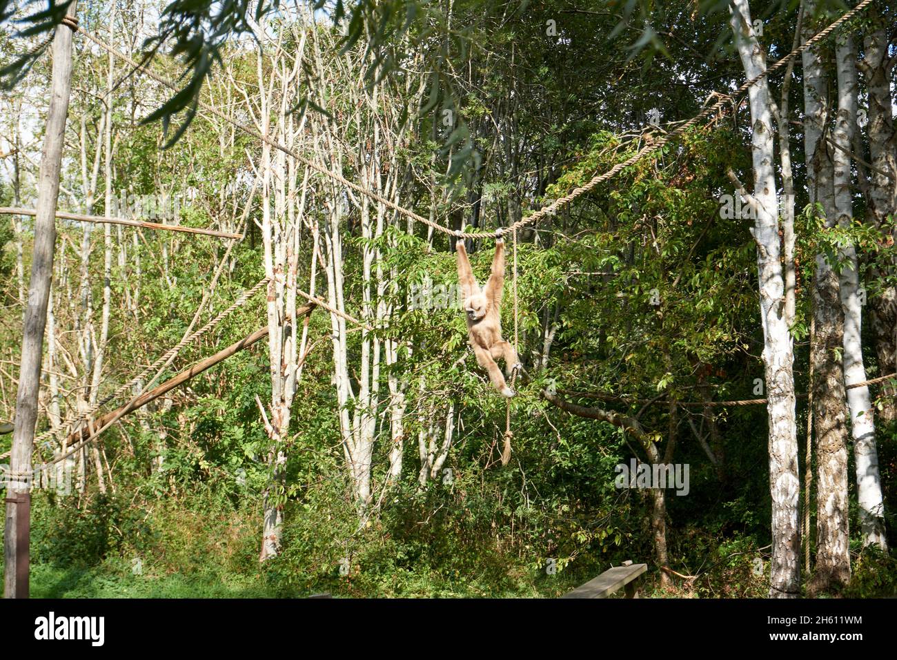Furry gibbon climbing on ropes in a zoo Stock Photo - Alamy