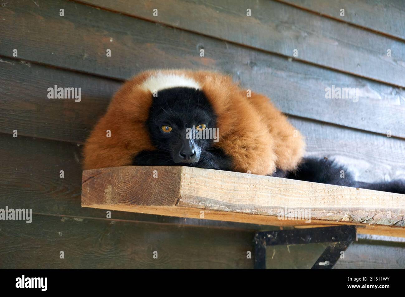 Sleepy lemur hi-res stock photography and images - Alamy