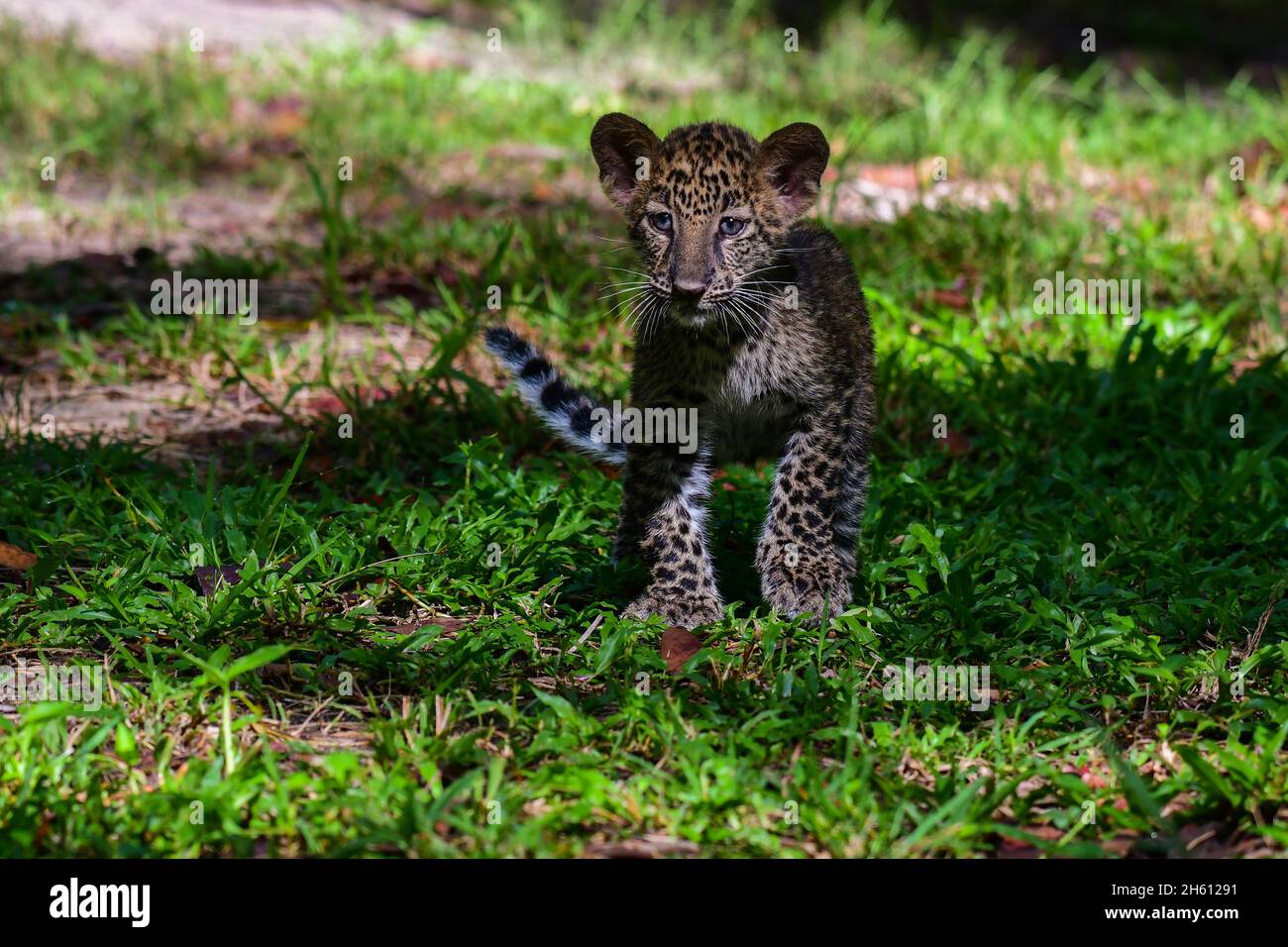 Indochinese Leopard, Panthera pardus, Thailand delacouri Stock Photo ...