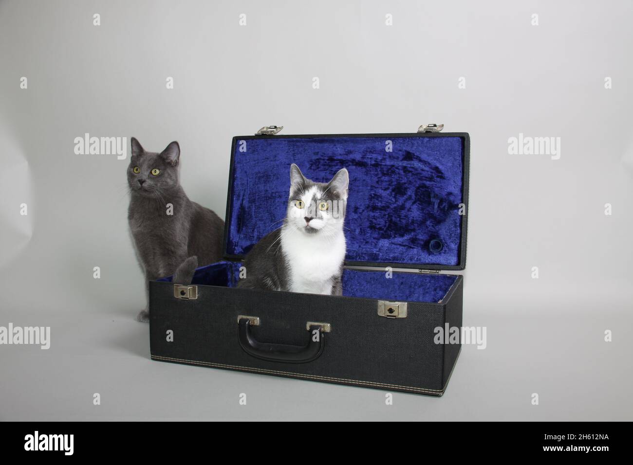 Closeup shot of the cat on the box Stock Photo - Alamy
