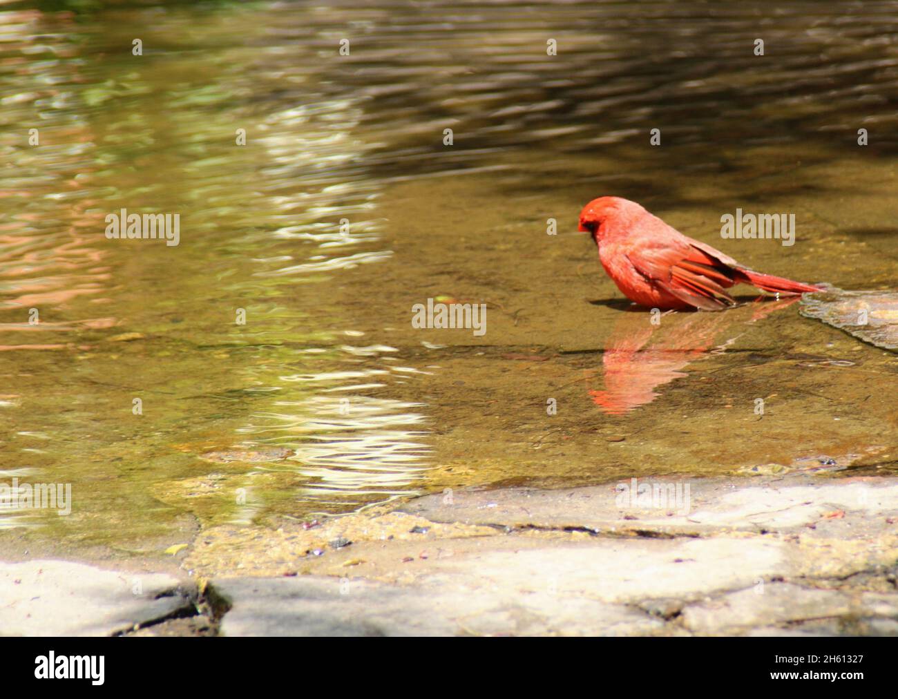 Red finch in lake hi-res stock photography and images - Alamy