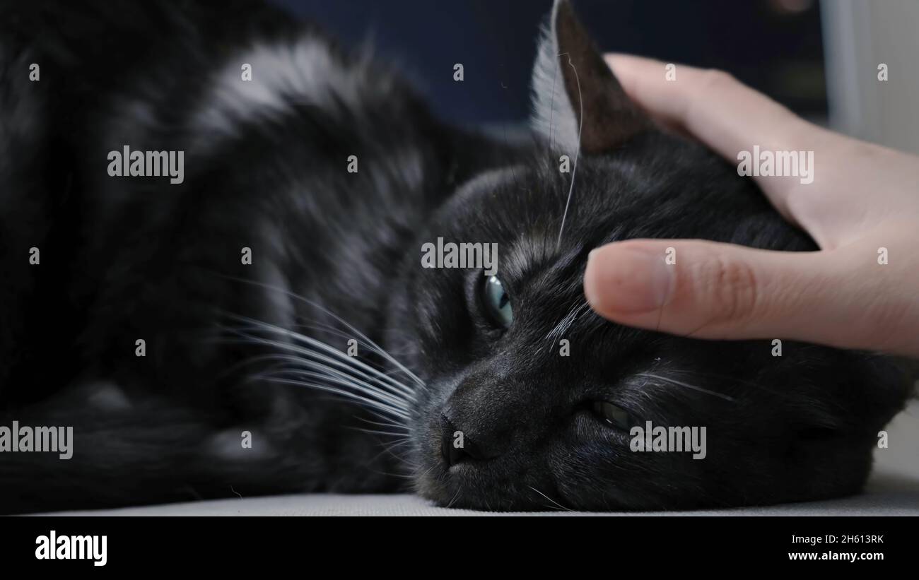 Close-up of black and white cat falling asleep. Concept. Beautiful cat ...