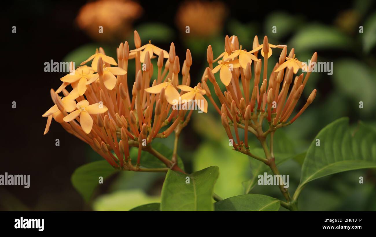 Ixora coccinea Plant and yellow flower Idly Poo Plant with green leaf ...