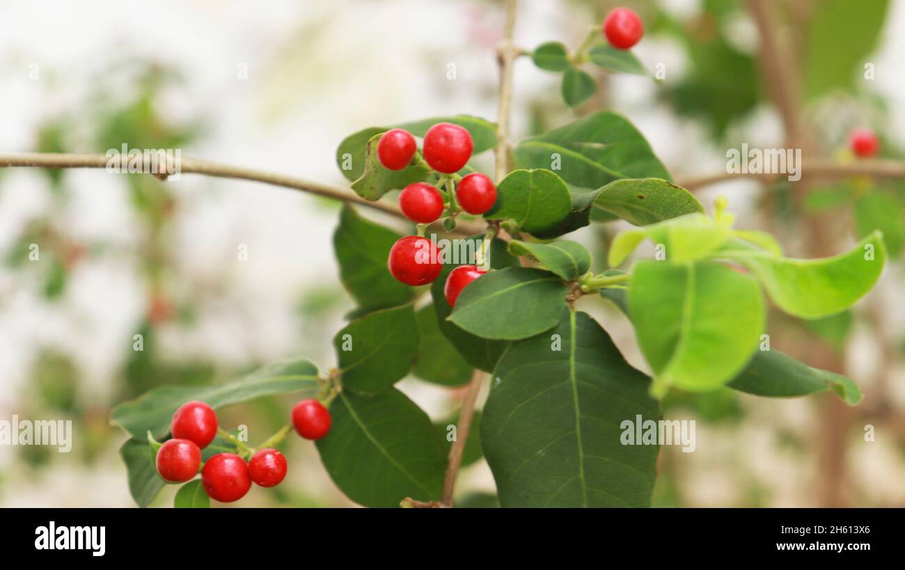 The small red fruits are beautiful on the plant Stock Photo - Alamy