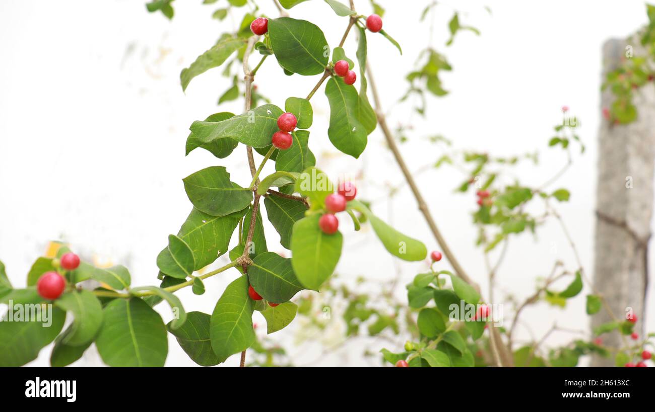 The small red fruits are beautiful on the plant Stock Photo - Alamy