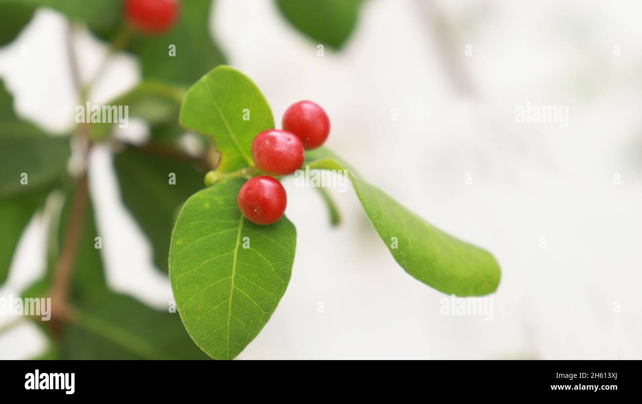 The small red fruits are beautiful on the plant Stock Photo - Alamy