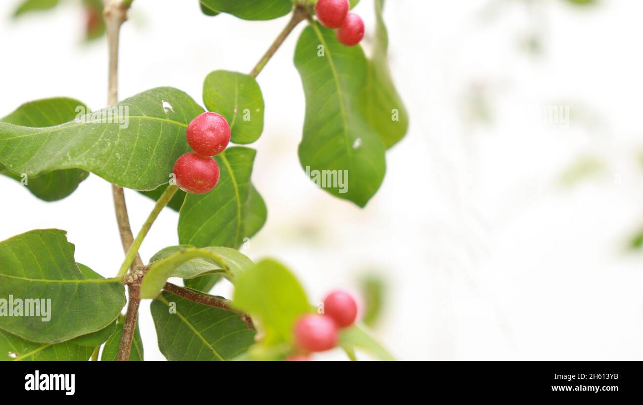 The small red fruits are beautiful on the plant Stock Photo - Alamy