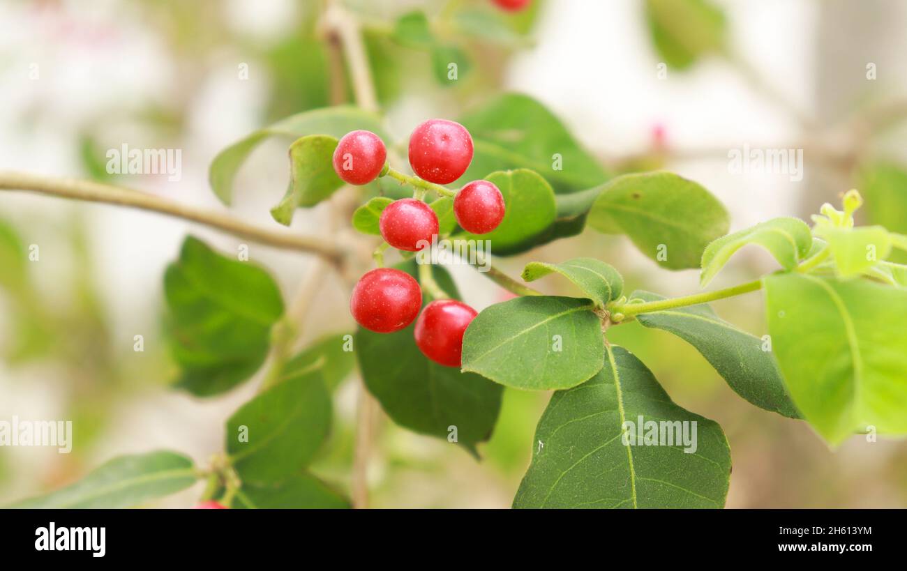 The small red fruits are beautiful on the plant Stock Photo - Alamy