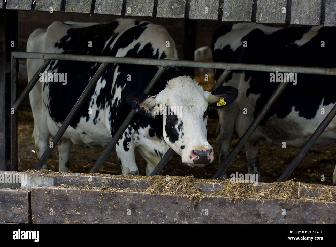 Cow sticking its head through a hinged feed barrier gate on a farm ...