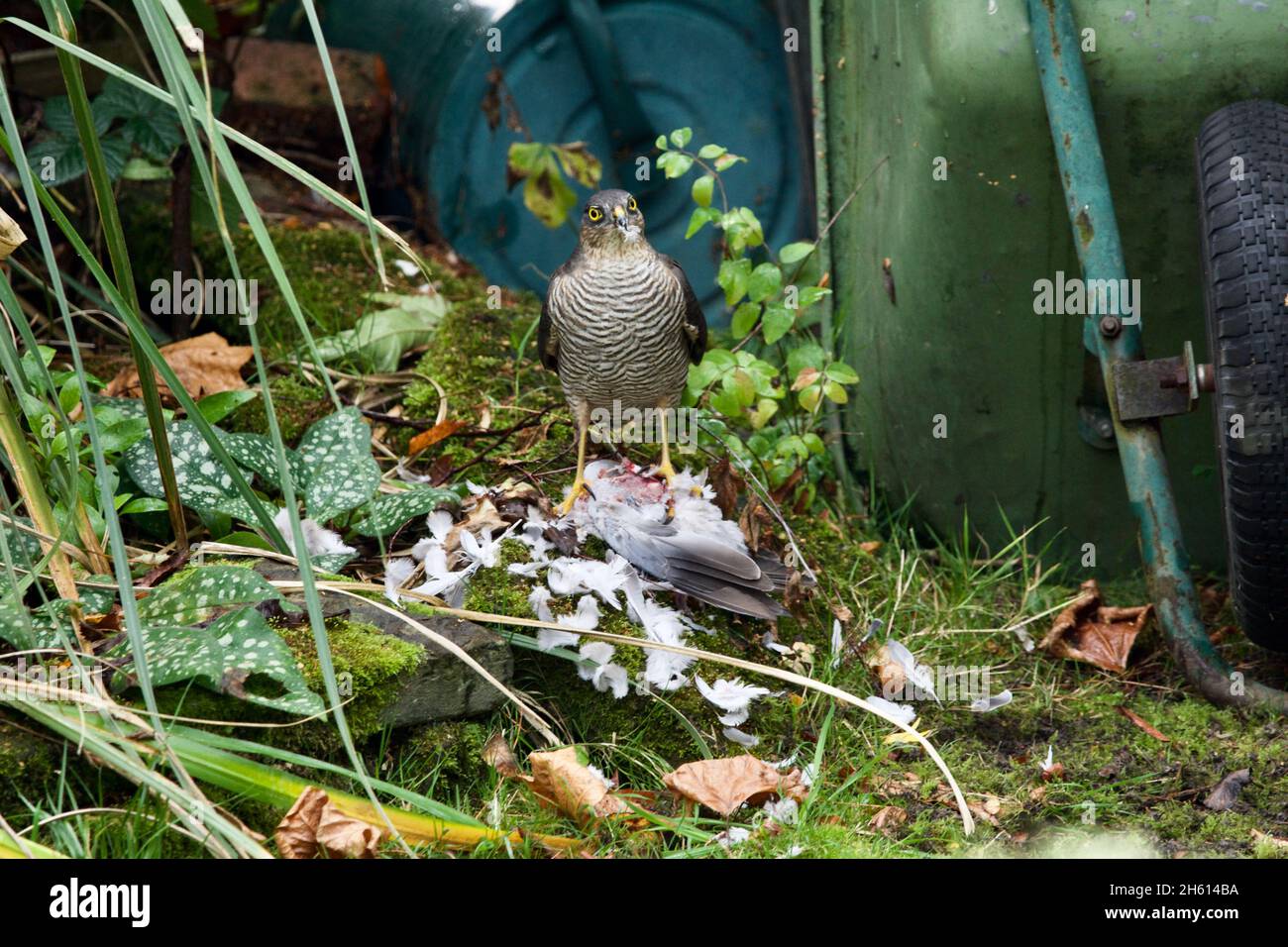 Sparrowhawk sat on top of a dead pigeon, surrounded by feathers ...