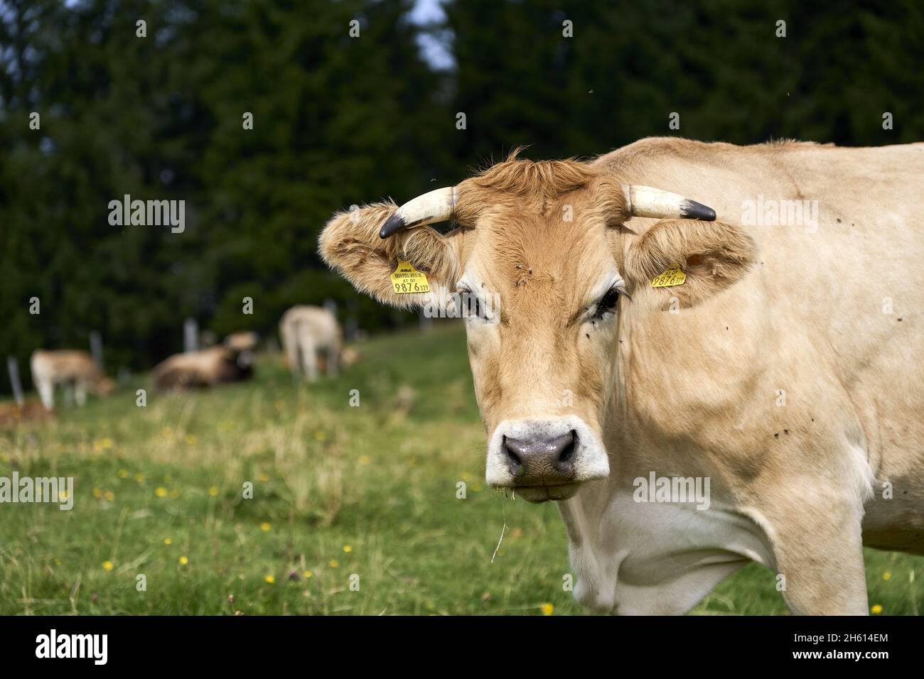 Shallow focus of a cow in the meadow Stock Photo - Alamy