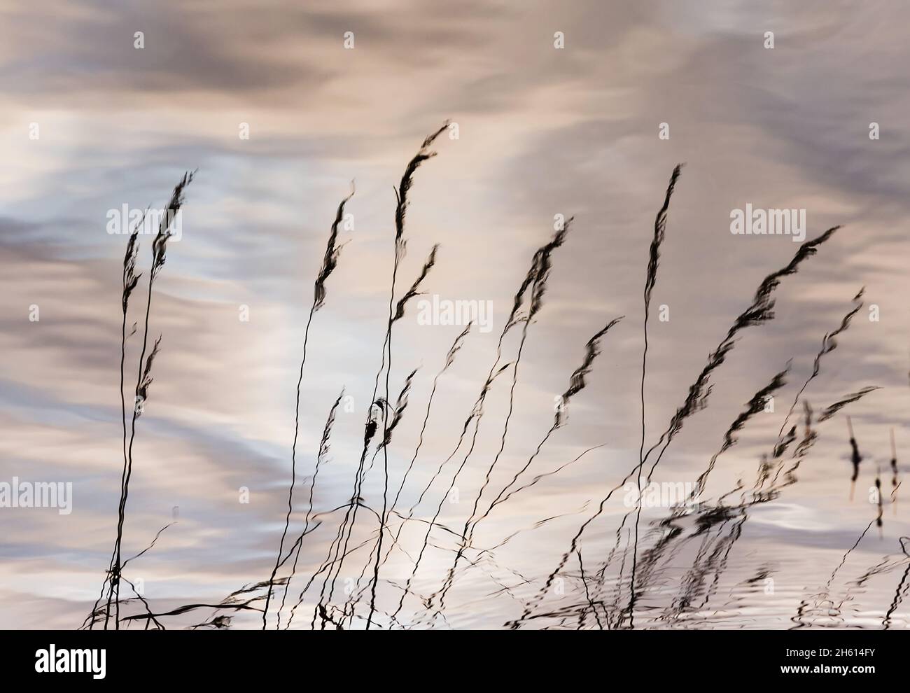 Natural water background with dry grass and sky reflected in the water ...