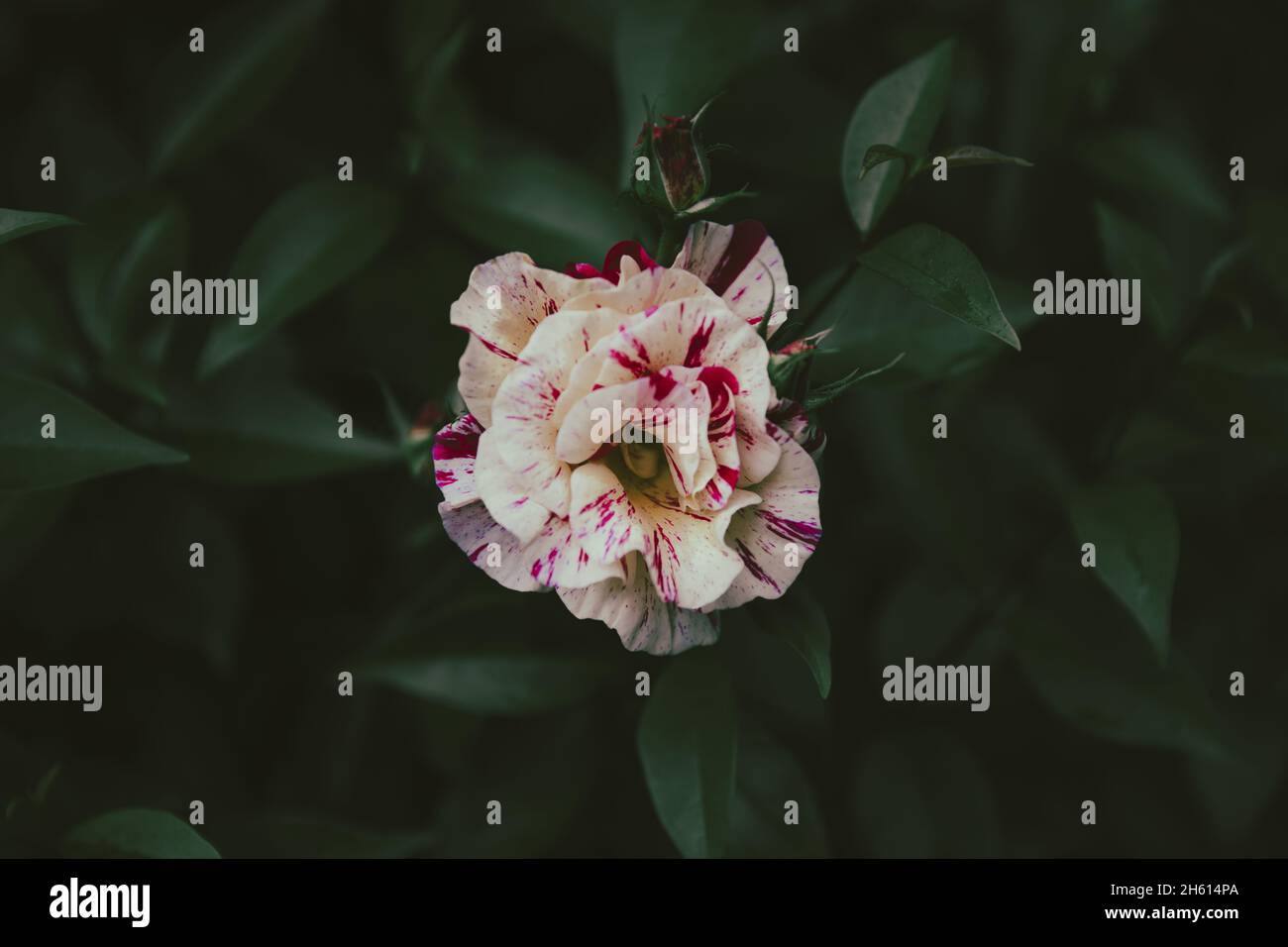 Vanille fraise rose hi-res stock photography and images - Alamy