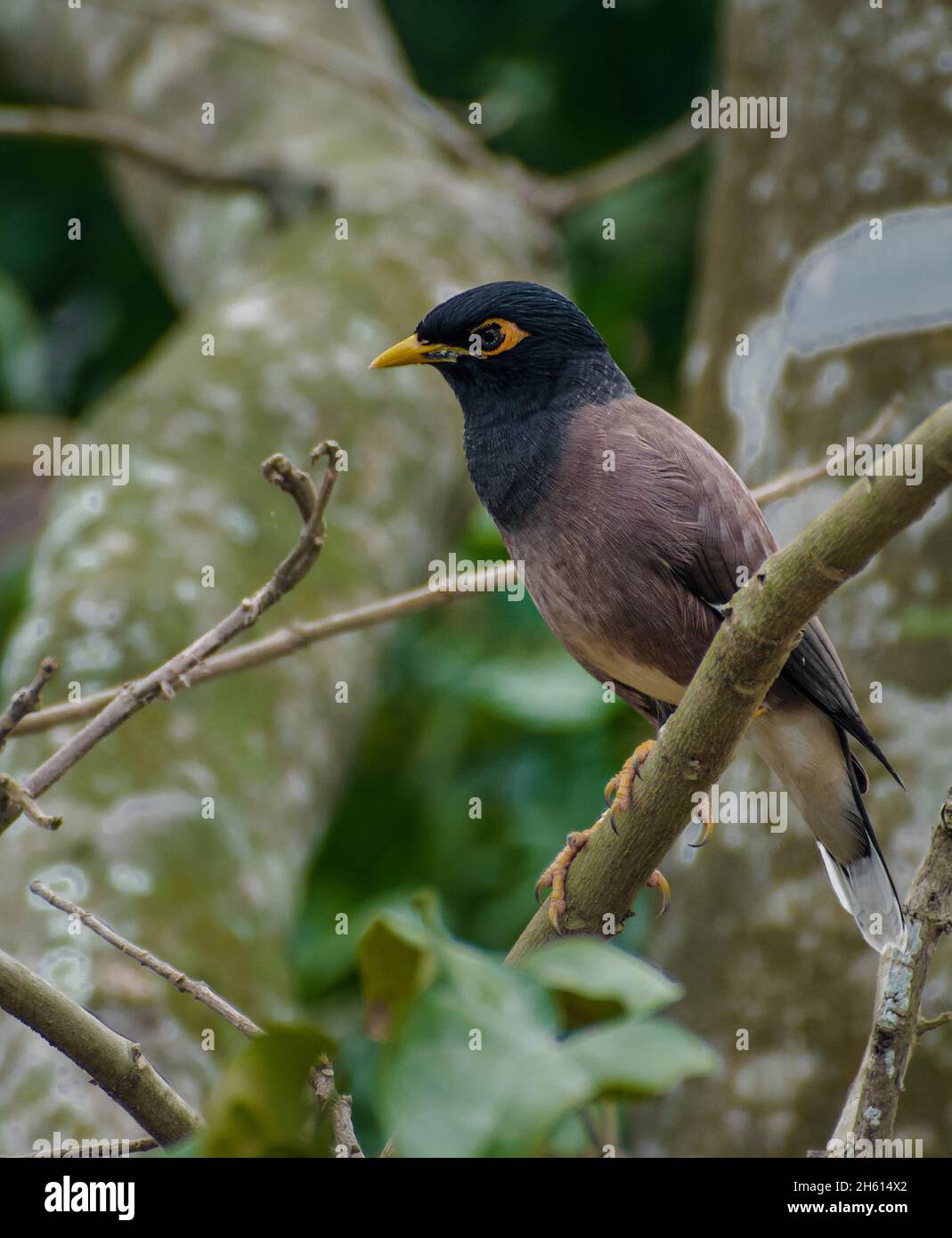 Beautiful myna High Resolution Stock Photography and Images - Alamy