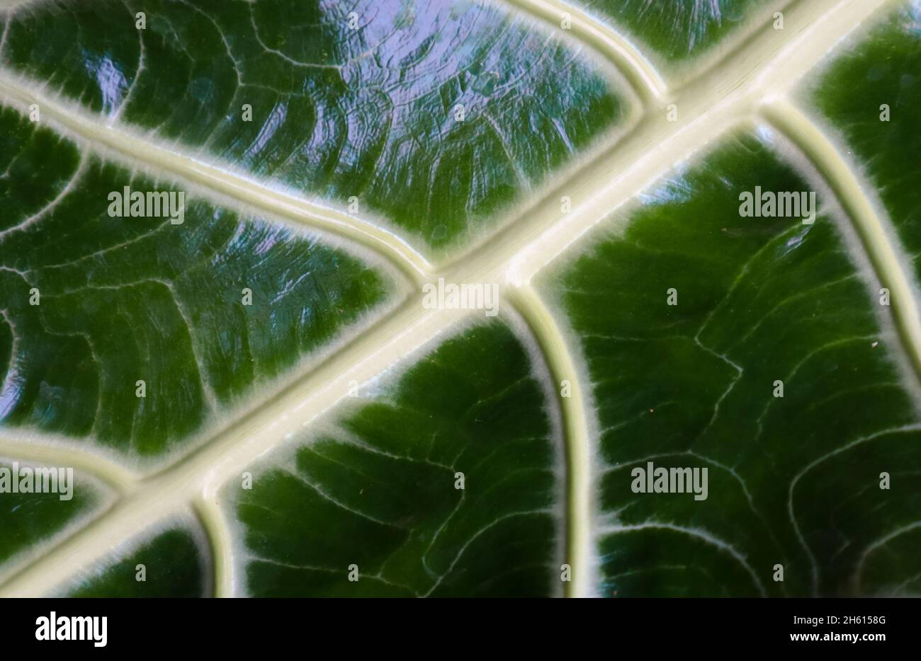 Beautiful and Detailed Leaf Texture Taken with A Macro Style Stock ...