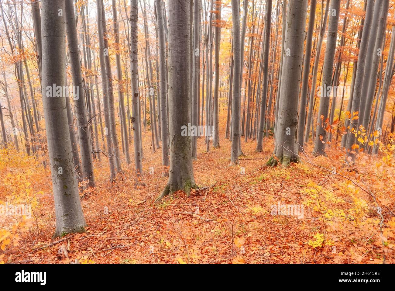 autumn, trees, woods, colors, outside, outdoor, beautiful, romania ...