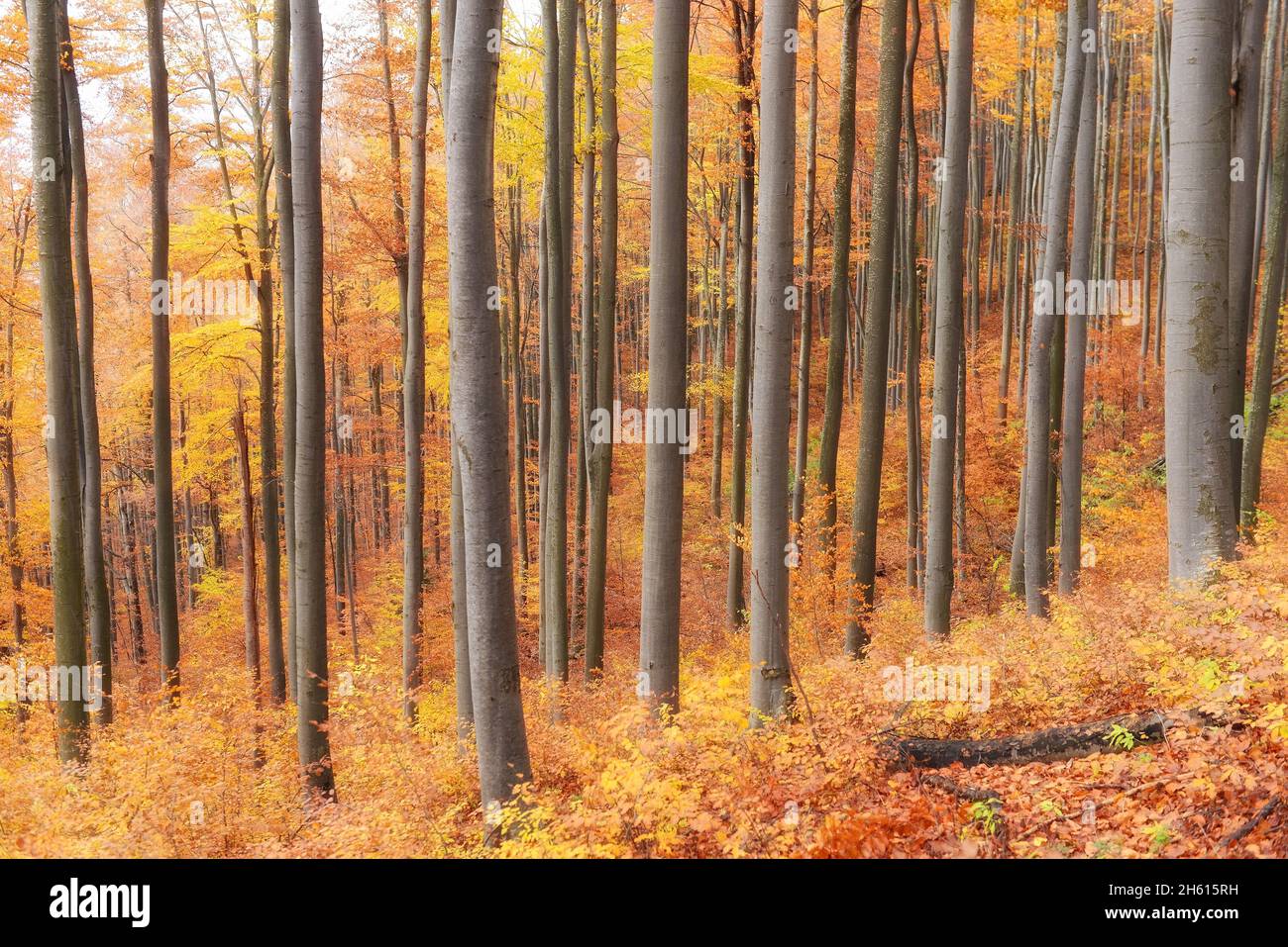 autumn, trees, woods, colors, outside, outdoor, beautiful, romania ...