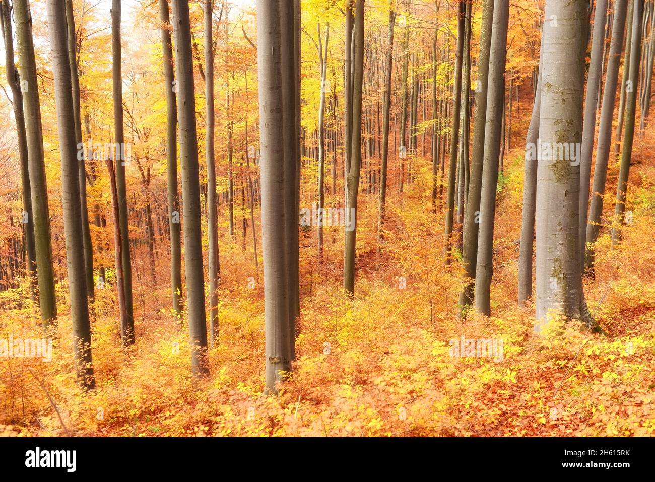 autumn, trees, woods, colors, outside, outdoor, beautiful, romania ...