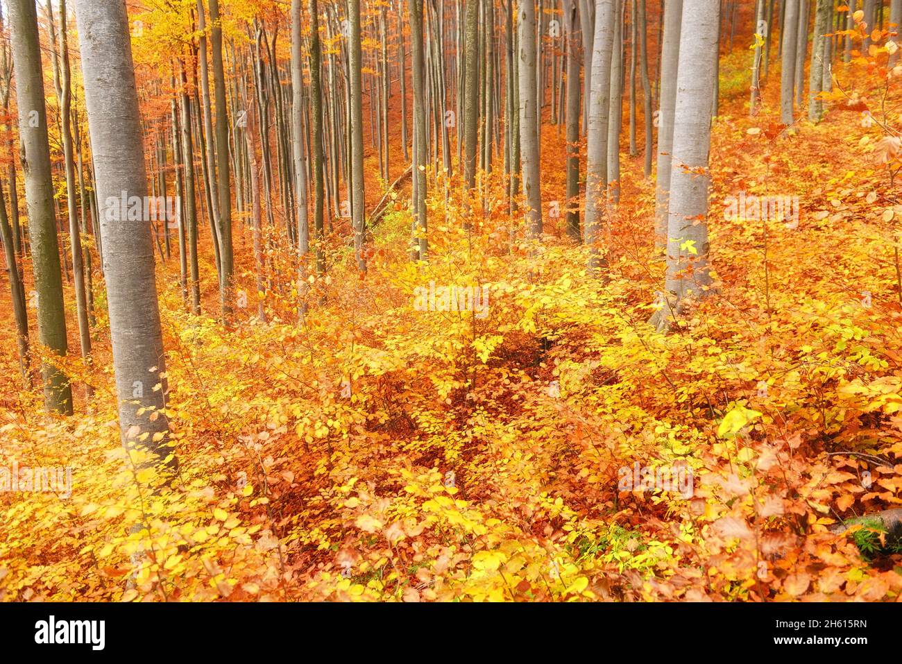autumn, trees, woods, colors, outside, outdoor, beautiful, romania ...