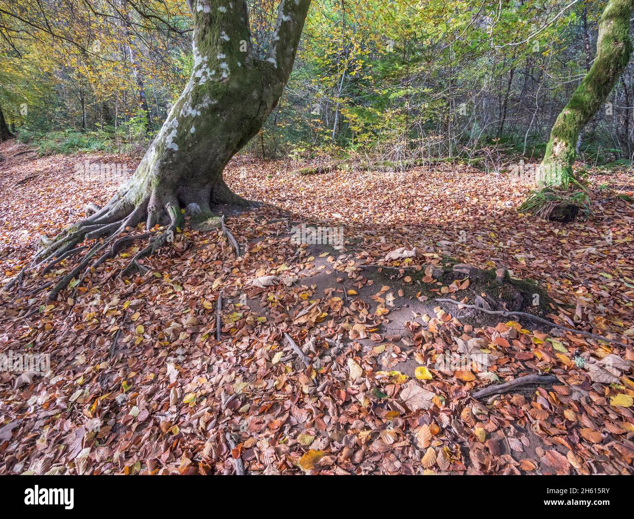 Colourful autumn woodland scene of a pathway covered in beech tree ...
