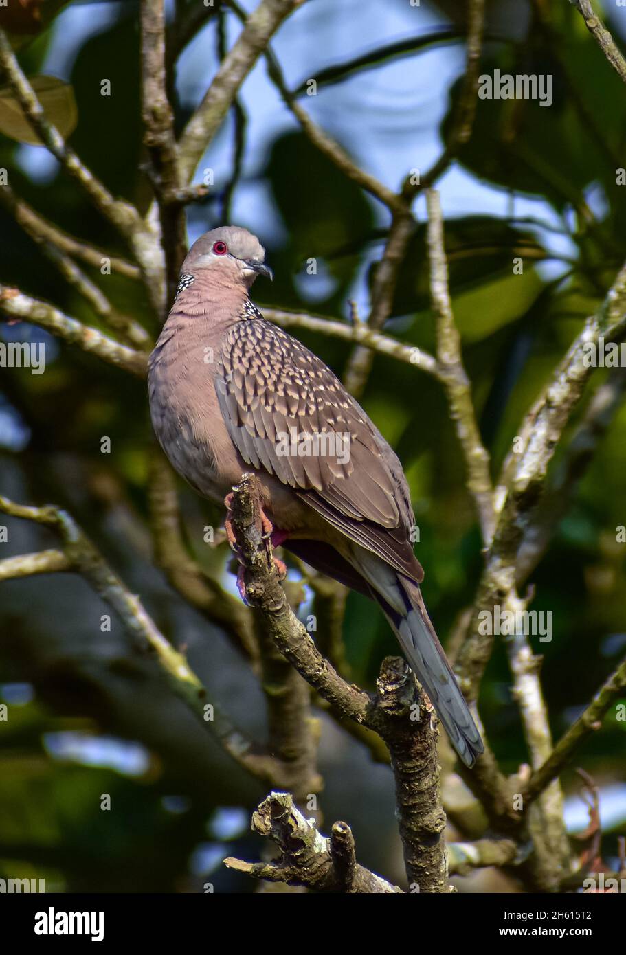 Green spotted dove hi-res stock photography and images - Alamy