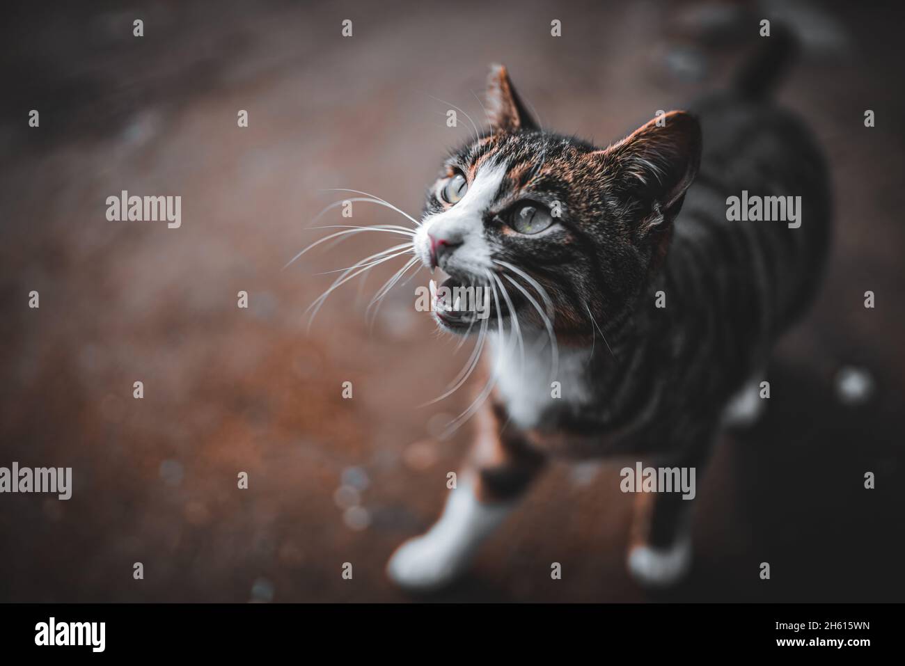 Hungry aggressive cat Stock Photo - Alamy