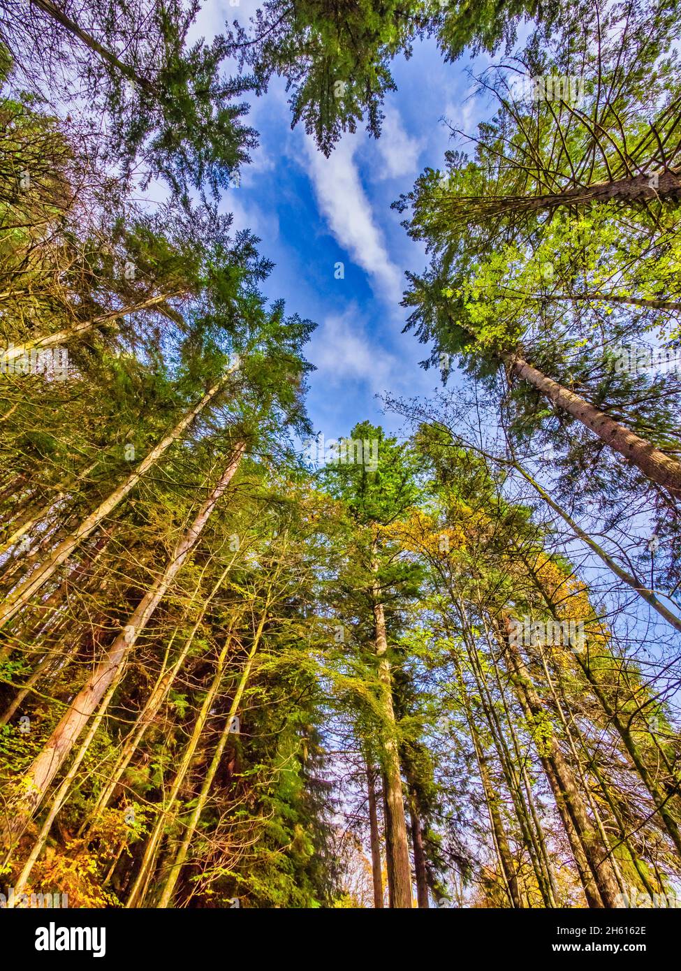 Giant canopies hi-res stock photography and images - Alamy