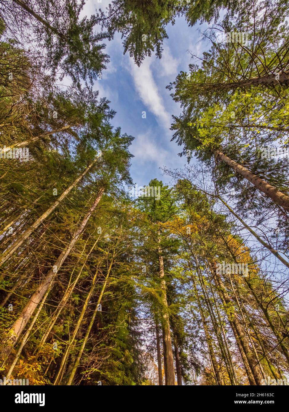 Alternative vertical view of colourful autumn woodland scene looking ...