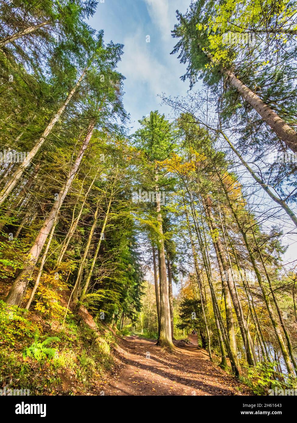 Alternative vertical view of colourful autumn woodland scene looking ...
