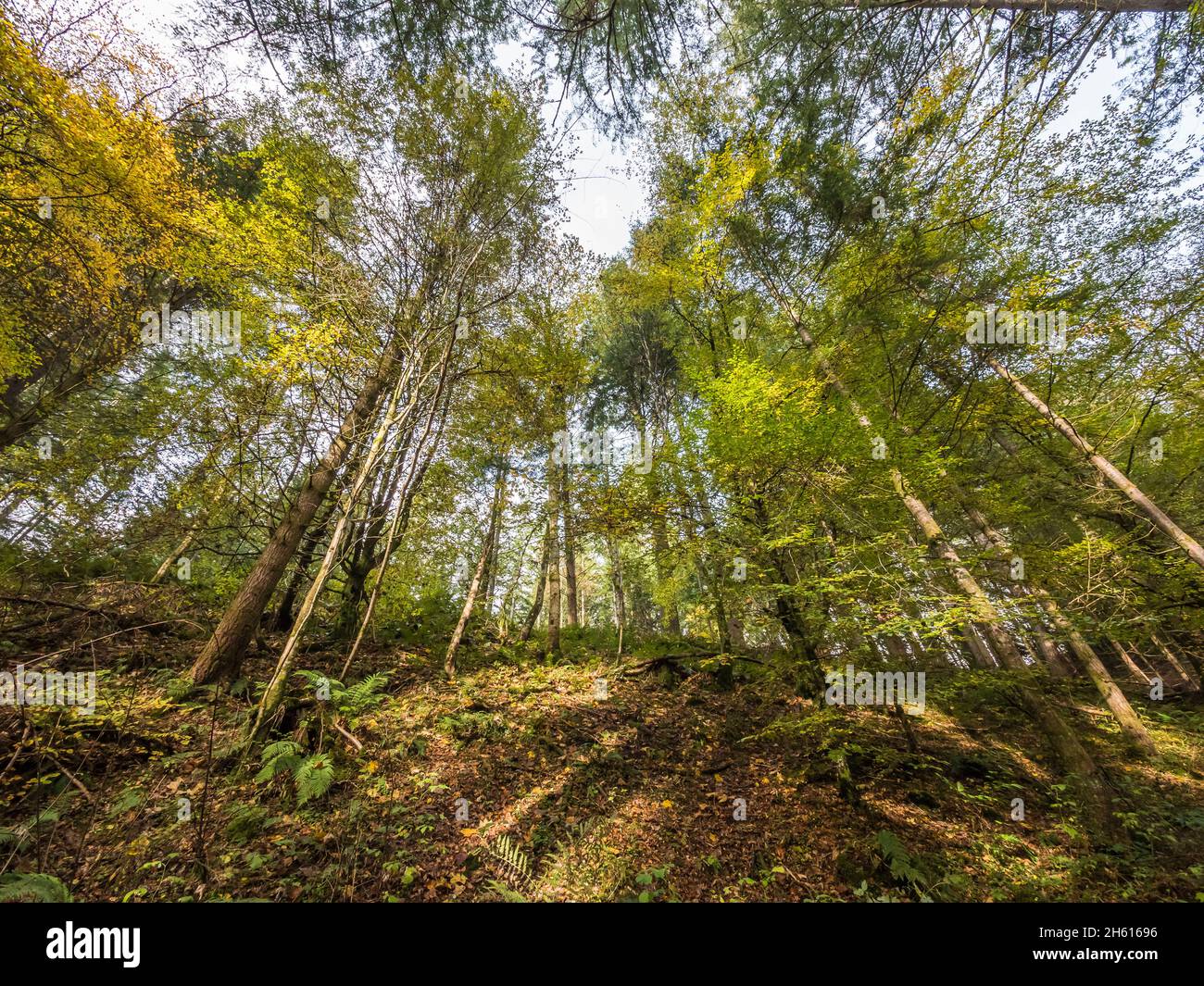 Alternative vertical view of colourful autumn woodland scene looking ...