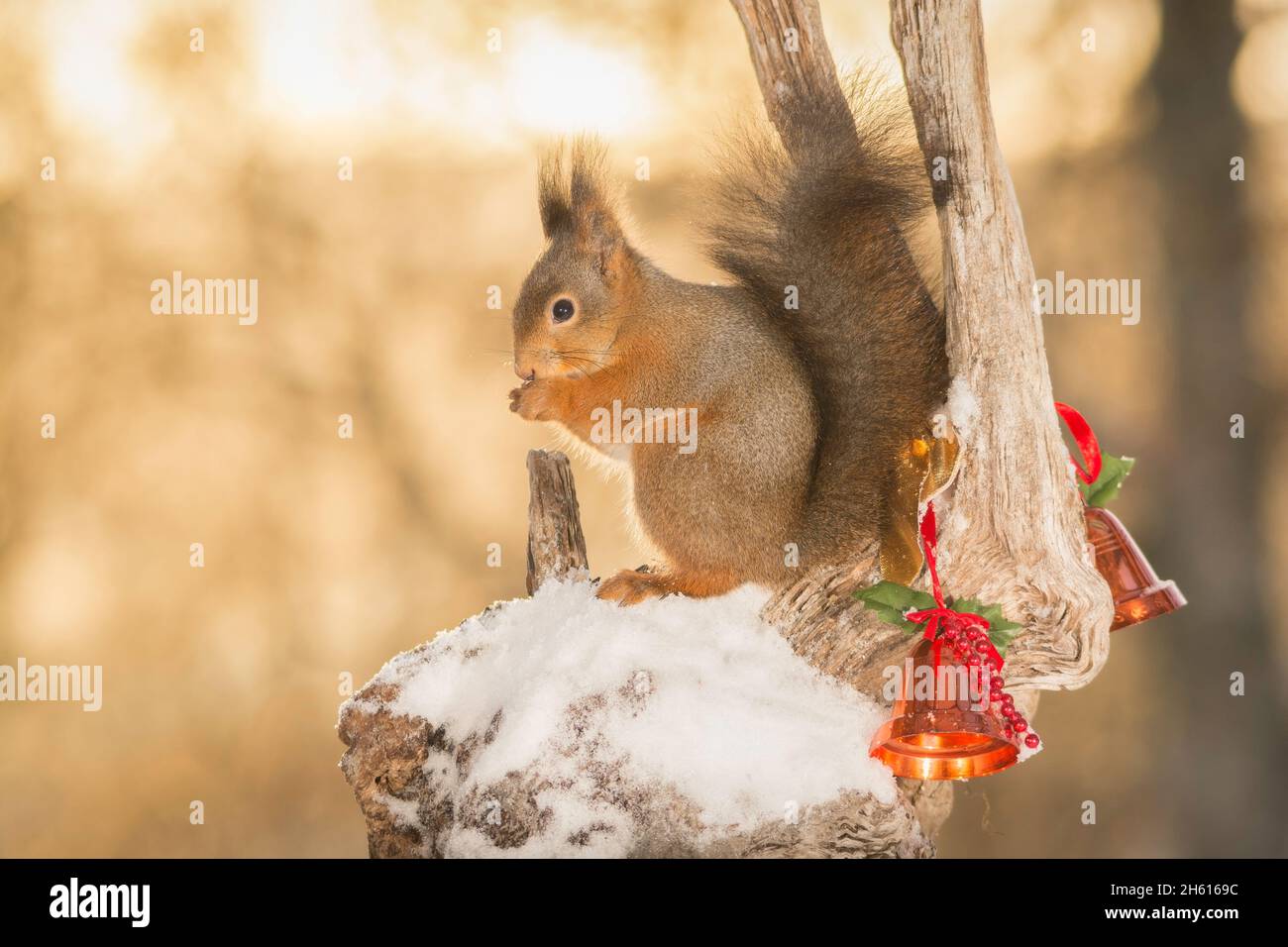 Red squirrels in an christmas tree with snow hi-res stock photography ...