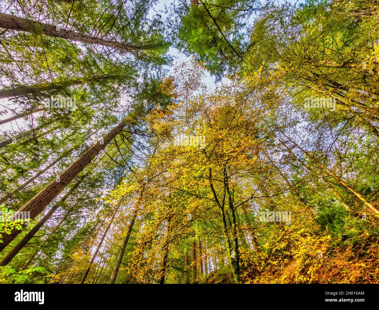 Alternative vertical view of colourful autumn woodland scene looking ...