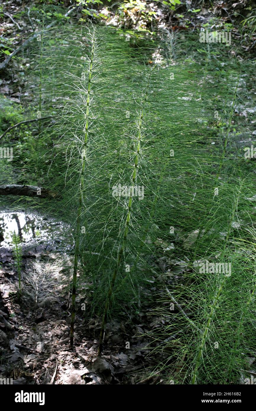 Equisetum telmateia, Great horsetail, Equisetaceae. Wild plant shot in ...